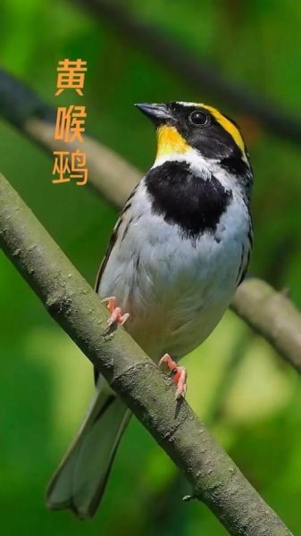 黄喉鹀怎么分公母_黄喉鹀吃什么食物-第3张图片-山城妙识