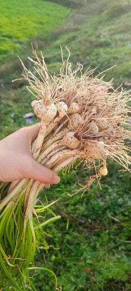 野葱长什么样_野葱可以吃吗-第3张图片-山城妙识