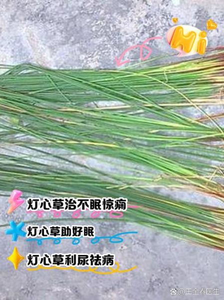 灯心草的功效与作用_灯心草主治哪些疾病-第2张图片-山城妙识