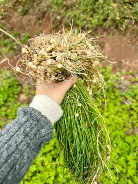 野葱长什么样_野葱可以吃吗-第1张图片-山城妙识