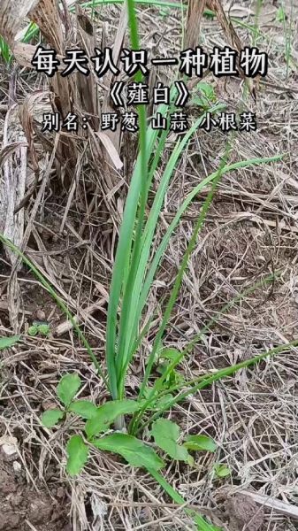 野葱长什么样_野葱可以吃吗-第2张图片-山城妙识