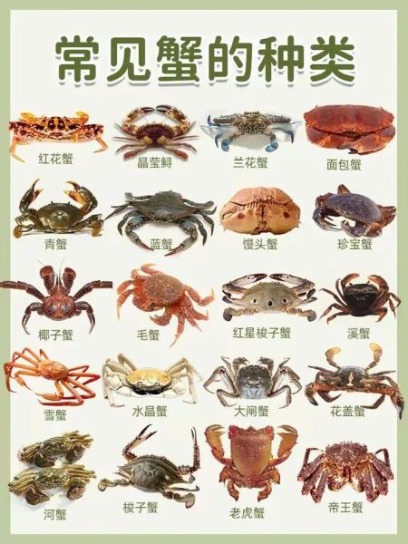 大闸蟹什么季节吃最好_大闸蟹最佳食用月份-第2张图片-山城妙识