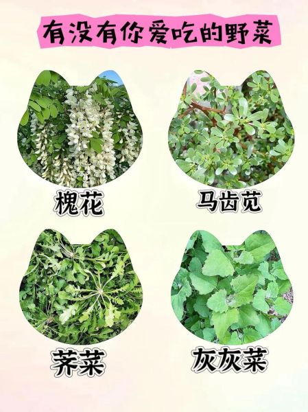 农村常见野菜有哪些_如何辨认300种野菜图谱-第2张图片-山城妙识
