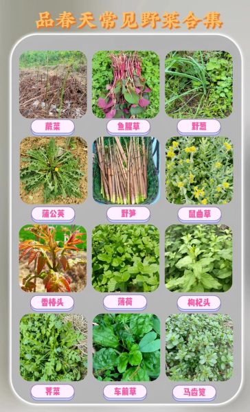 农村常见野菜有哪些_如何辨认300种野菜图谱-第3张图片-山城妙识