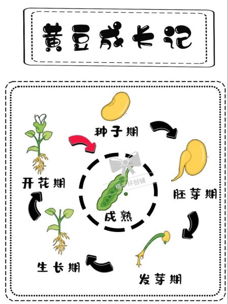 黄豆发芽需要几天_黄豆七天生长记录-第3张图片-山城妙识