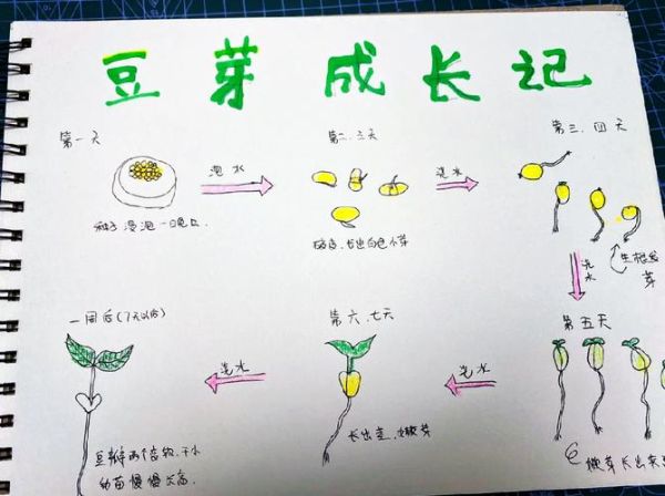 黄豆发芽需要几天_黄豆七天生长记录-第1张图片-山城妙识