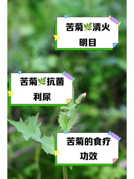 苦苣菜可以生吃吗_生吃苦苣菜安全吗-第3张图片-山城妙识 苦苣菜可以生吃吗_生吃苦苣菜安全吗-第3张图片-山城妙识