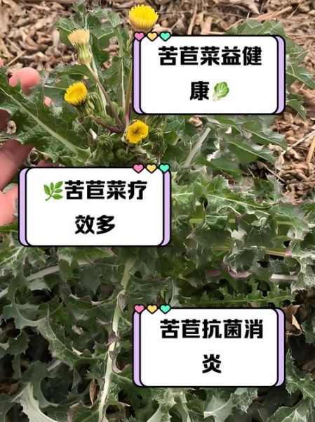 苦苣菜可以生吃吗_生吃苦苣菜安全吗-第1张图片-山城妙识 苦苣菜可以生吃吗_生吃苦苣菜安全吗-第1张图片-山城妙识