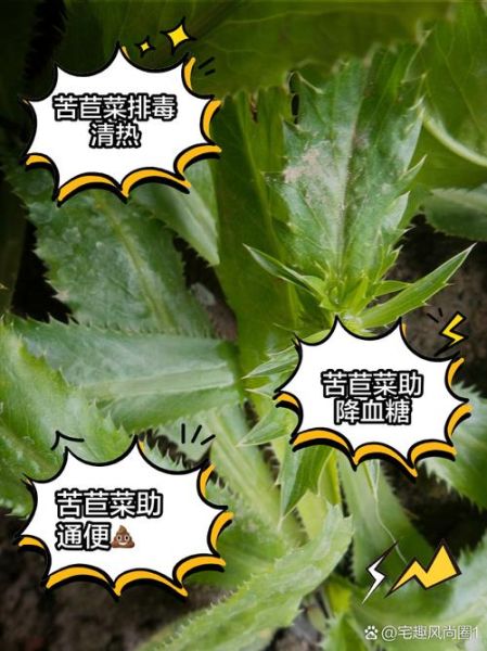 苦苣菜可以生吃吗_生吃苦苣菜安全吗-第2张图片-山城妙识 苦苣菜可以生吃吗_生吃苦苣菜安全吗-第2张图片-山城妙识