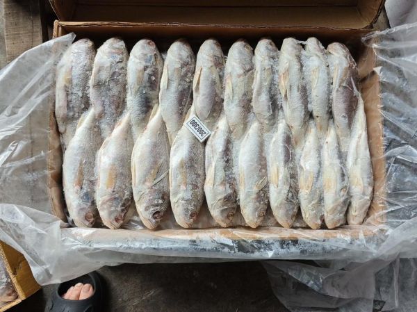 白姑鱼多少钱一斤_白姑鱼怎么做好吃-第1张图片-山城妙识