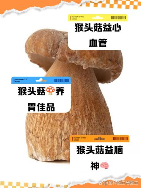 鲜猴头菇怎么做好吃_鲜猴头菇的功效与作用-第2张图片-山城妙识