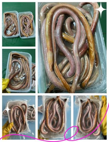 红鳗鱼多少钱一斤_红鳗鱼价格行情-第2张图片-山城妙识