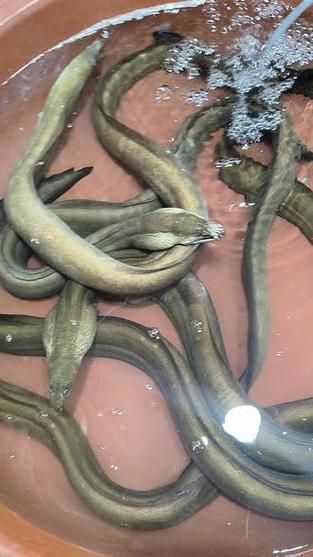 红鳗鱼多少钱一斤_红鳗鱼价格行情-第1张图片-山城妙识