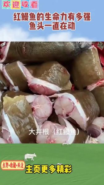 红鳗鱼多少钱一斤_红鳗鱼价格行情-第3张图片-山城妙识