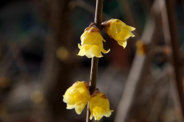 梅花图片大全_梅花品种有哪些-第2张图片-山城妙识