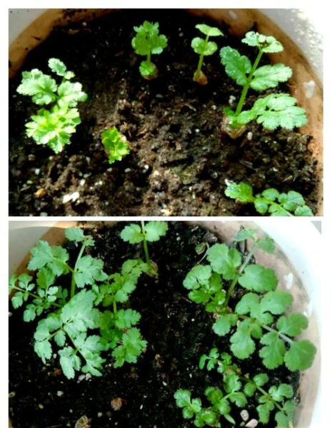 香菜种子怎么催芽_香菜种子几天发芽-第1张图片-山城妙识 香菜种子怎么催芽_香菜种子几天发芽-第1张图片-山城妙识