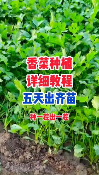 香菜种子怎么催芽_香菜种子几天发芽-第2张图片-山城妙识 香菜种子怎么催芽_香菜种子几天发芽-第2张图片-山城妙识