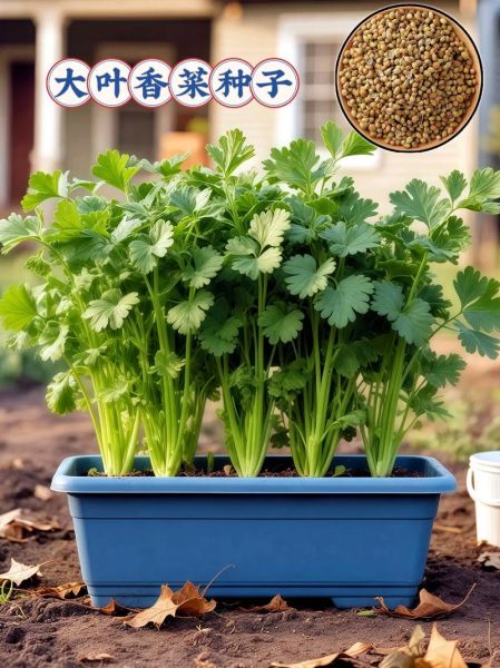 香菜种子怎么催芽_香菜种子几天发芽-第3张图片-山城妙识 香菜种子怎么催芽_香菜种子几天发芽-第3张图片-山城妙识