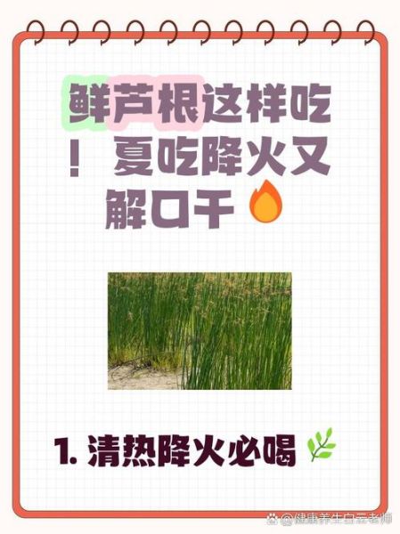 鲜芦根的功效与作用及禁忌_什么人不能吃鲜芦根-第3张图片-山城妙识