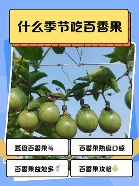 百香果晚上吃还是白天吃_最佳食用时间-第2张图片-山城妙识
