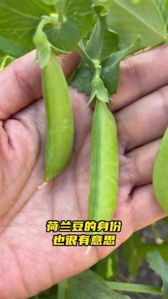 荷兰豆在荷兰叫什么_为什么叫中国豆-第2张图片-山城妙识
