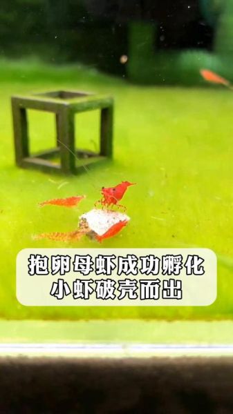 虾卵孵化需要几天_小虾多久能长大-第2张图片-山城妙识