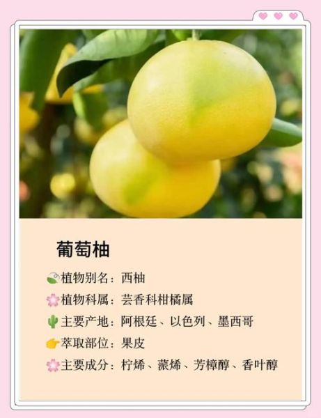 葡萄柚精油的功效与作用_葡萄柚精油的副作用-第2张图片-山城妙识