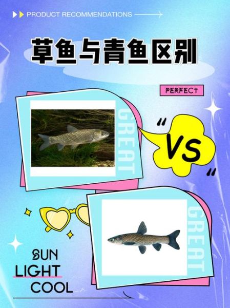 青鱼是草鱼吗_青鱼和草鱼有什么区别-第2张图片-山城妙识