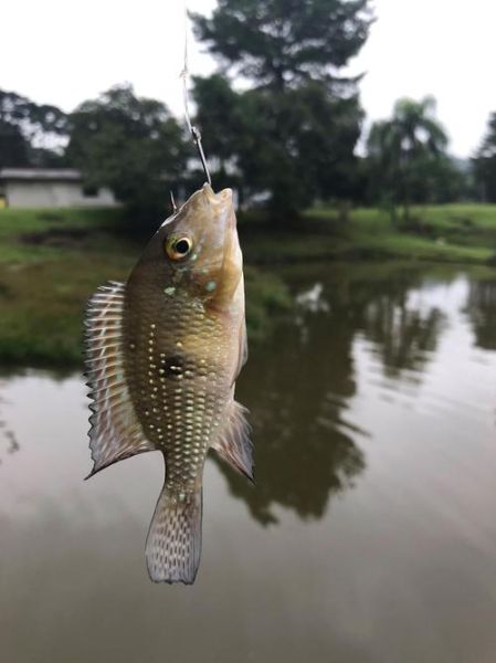 青鱼是草鱼吗_青鱼和草鱼有什么区别-第3张图片-山城妙识