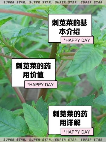 刺菜的功效与作用_刺菜主治什么病-第2张图片-山城妙识