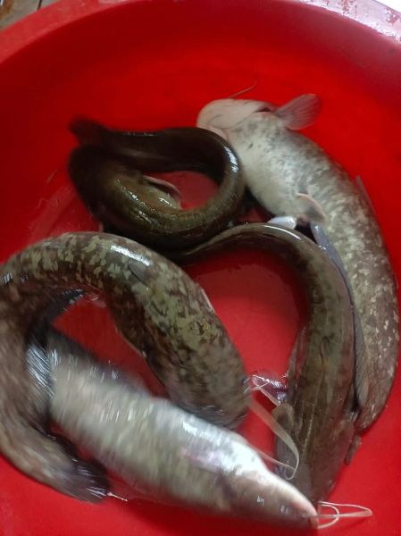 胡子鲶鱼的营养价值_胡子鲶鱼的功效与作用-第2张图片-山城妙识
