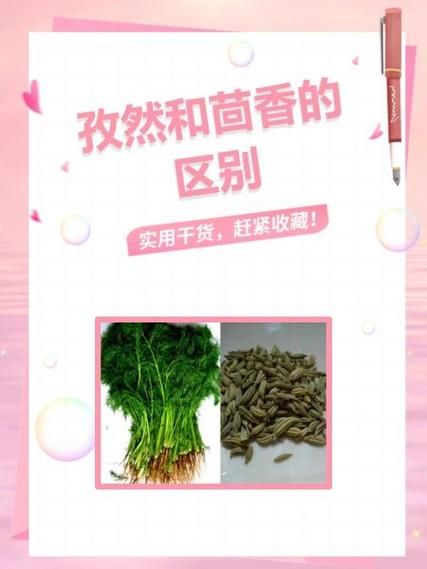 茴香子是孜然吗_区别与用途全解析-第1张图片-山城妙识