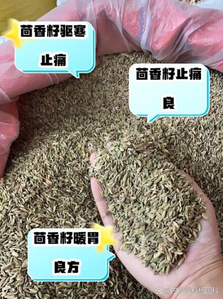 茴香子是孜然吗_区别与用途全解析-第3张图片-山城妙识