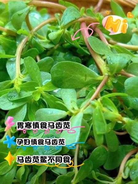 马齿苋怎么吃最安全_马齿苋禁忌人群-第3张图片-山城妙识