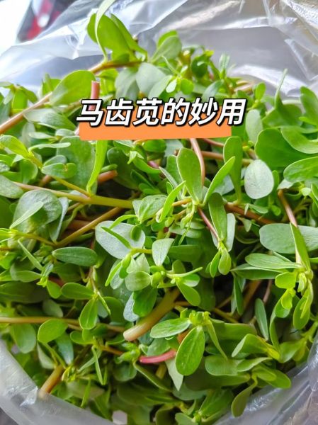 马齿苋怎么吃最安全_马齿苋禁忌人群-第2张图片-山城妙识