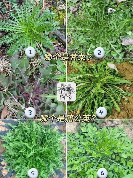 芥菜和荠菜的区别_如何一眼分辨两种野菜-第3张图片-山城妙识