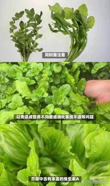 芥菜和荠菜的区别_如何一眼分辨两种野菜-第1张图片-山城妙识