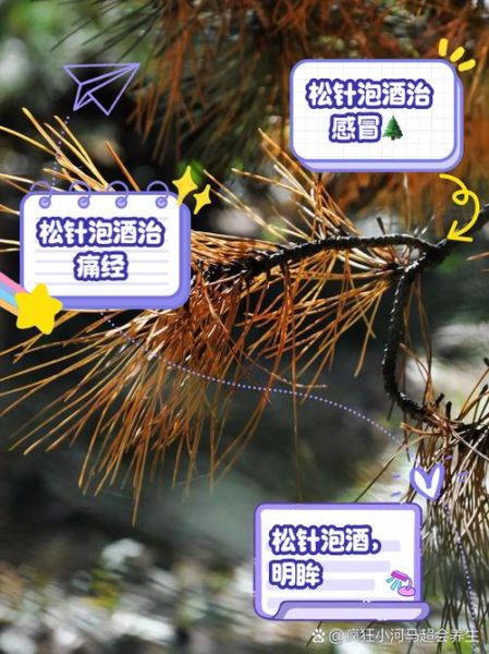 松针的功效与作用禁忌_松针泡水喝的正确方法-第1张图片-山城妙识