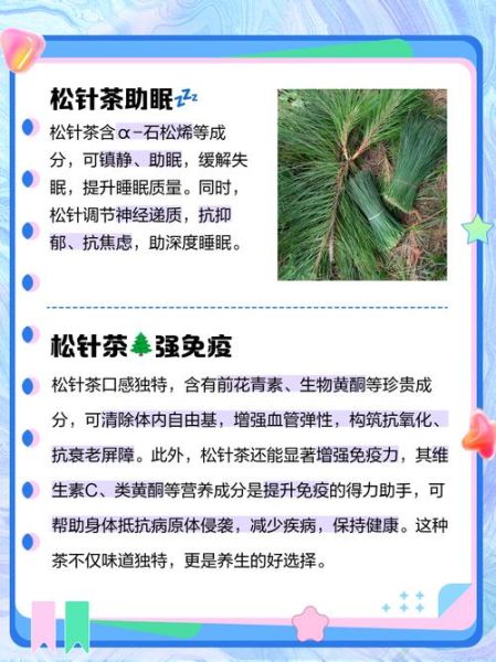 松针的功效与作用禁忌_松针泡水喝的正确方法-第3张图片-山城妙识