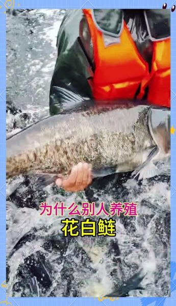 花鲢鱼怎么养_花鲢鱼养殖技术要点-第1张图片-山城妙识