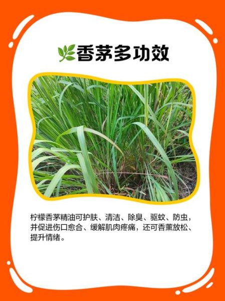 香茅草洗头有什么功效_香茅草洗头能防脱发吗-第2张图片-山城妙识