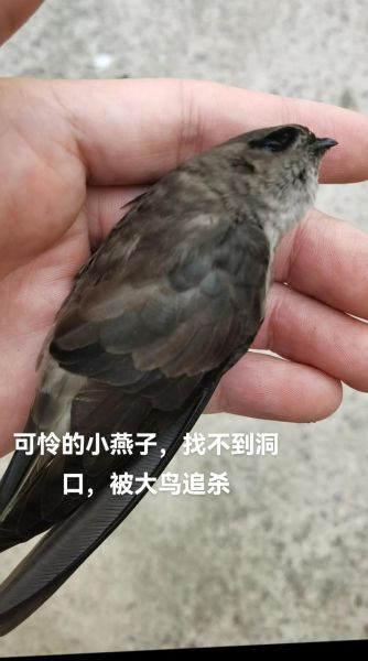 金丝燕图片大全大图_金丝燕长什么样-第1张图片-山城妙识