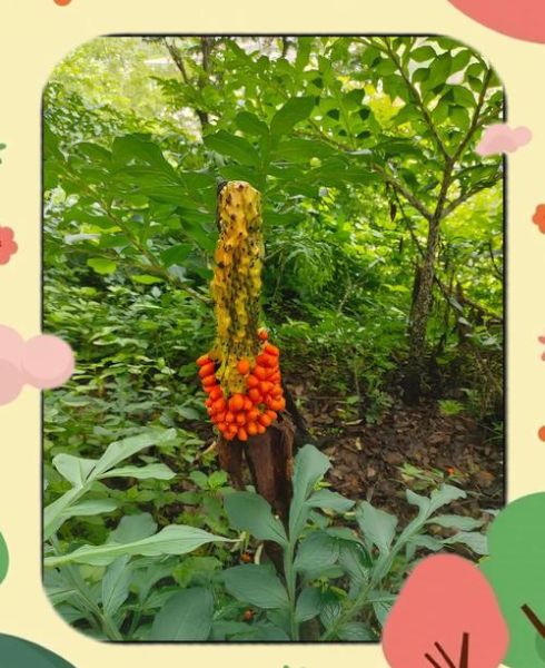 魔芋和芋头是一样的吗_魔芋和芋头的区别-第1张图片-山城妙识