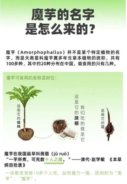 魔芋和芋头是一样的吗_魔芋和芋头的区别-第2张图片-山城妙识