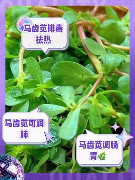马齿苋图片长什么样_马齿苋的药用价值有哪些-第1张图片-山城妙识