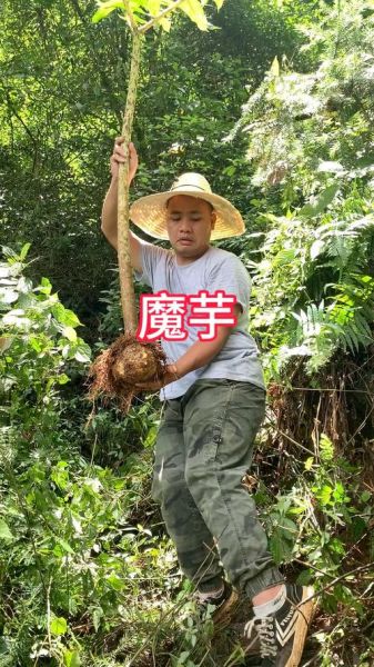 魔芋和芋头是一样的吗_魔芋和芋头的区别-第3张图片-山城妙识