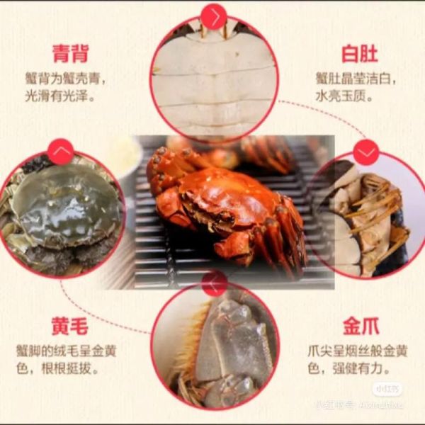 阳澄湖大闸蟹怎么看正宗_如何辨别真假-第2张图片-山城妙识
