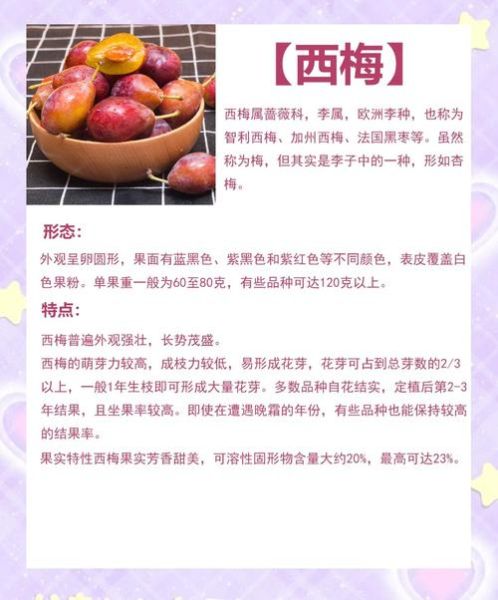 西梅图片水果_西梅的功效与作用-第1张图片-山城妙识