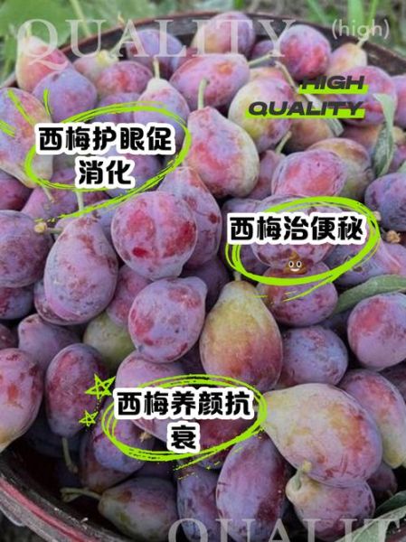 西梅图片水果_西梅的功效与作用-第3张图片-山城妙识