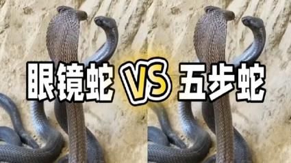 菜花蛇大战眼镜王蛇_谁才是真正的蛇中之王-第2张图片-山城妙识